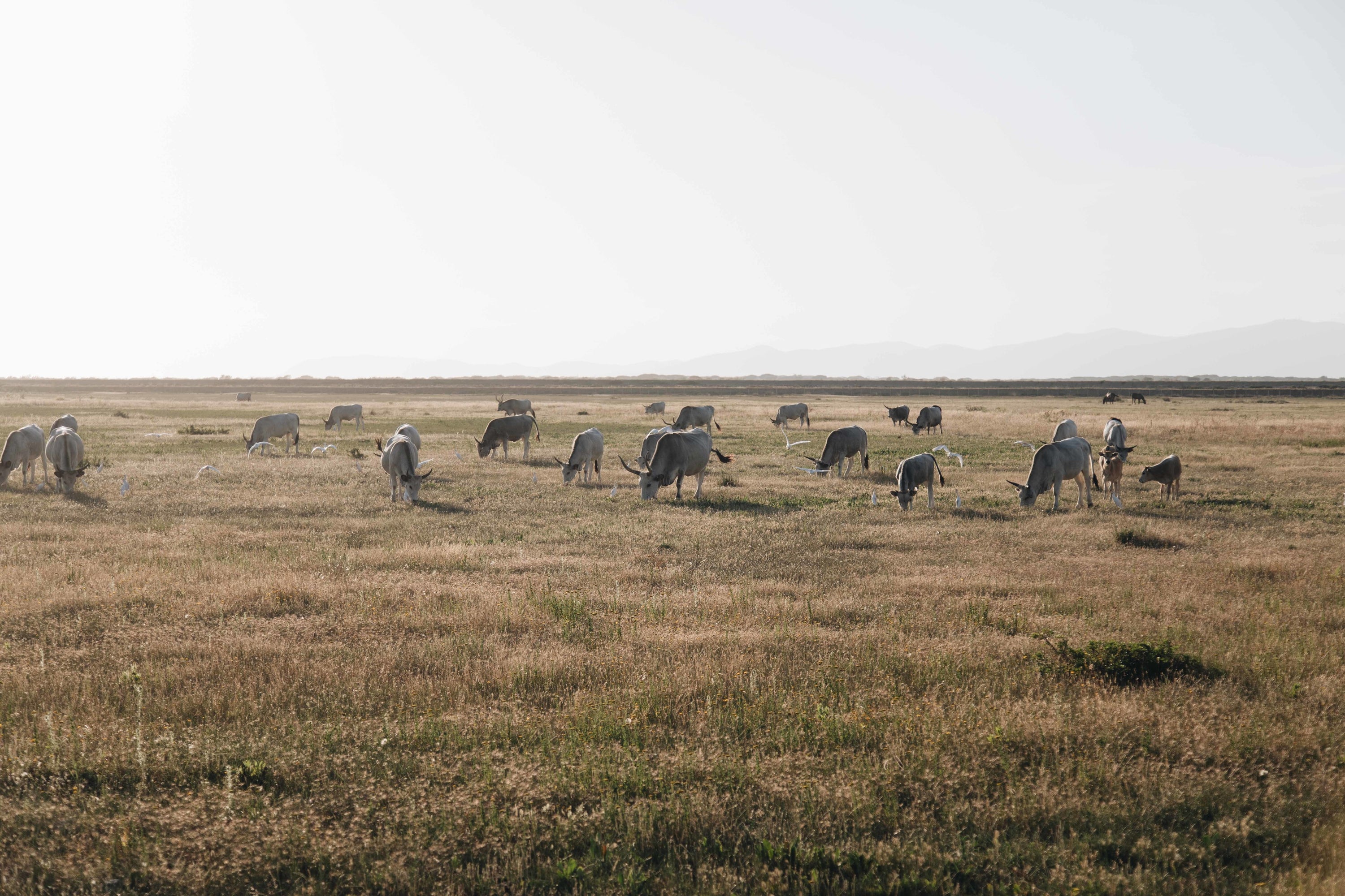 Tallow and Plant-Based Natural Skincare – Tarro Skincare